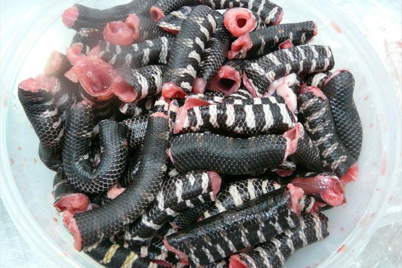 Border security confiscates bizarre items - ABC News