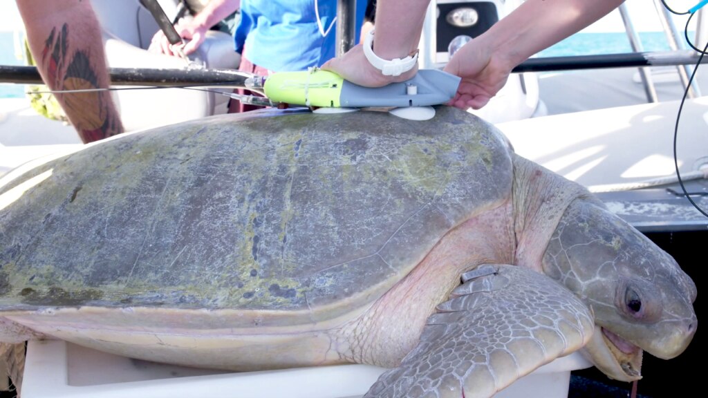 World-first turtle tracking reveals secrets of flatback turtles in WA's ...