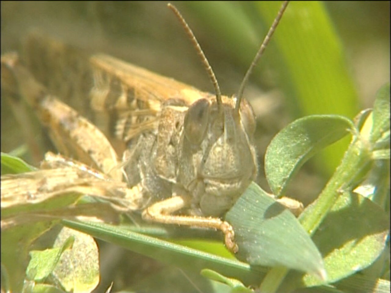History of the Australian plague locust - ABC News