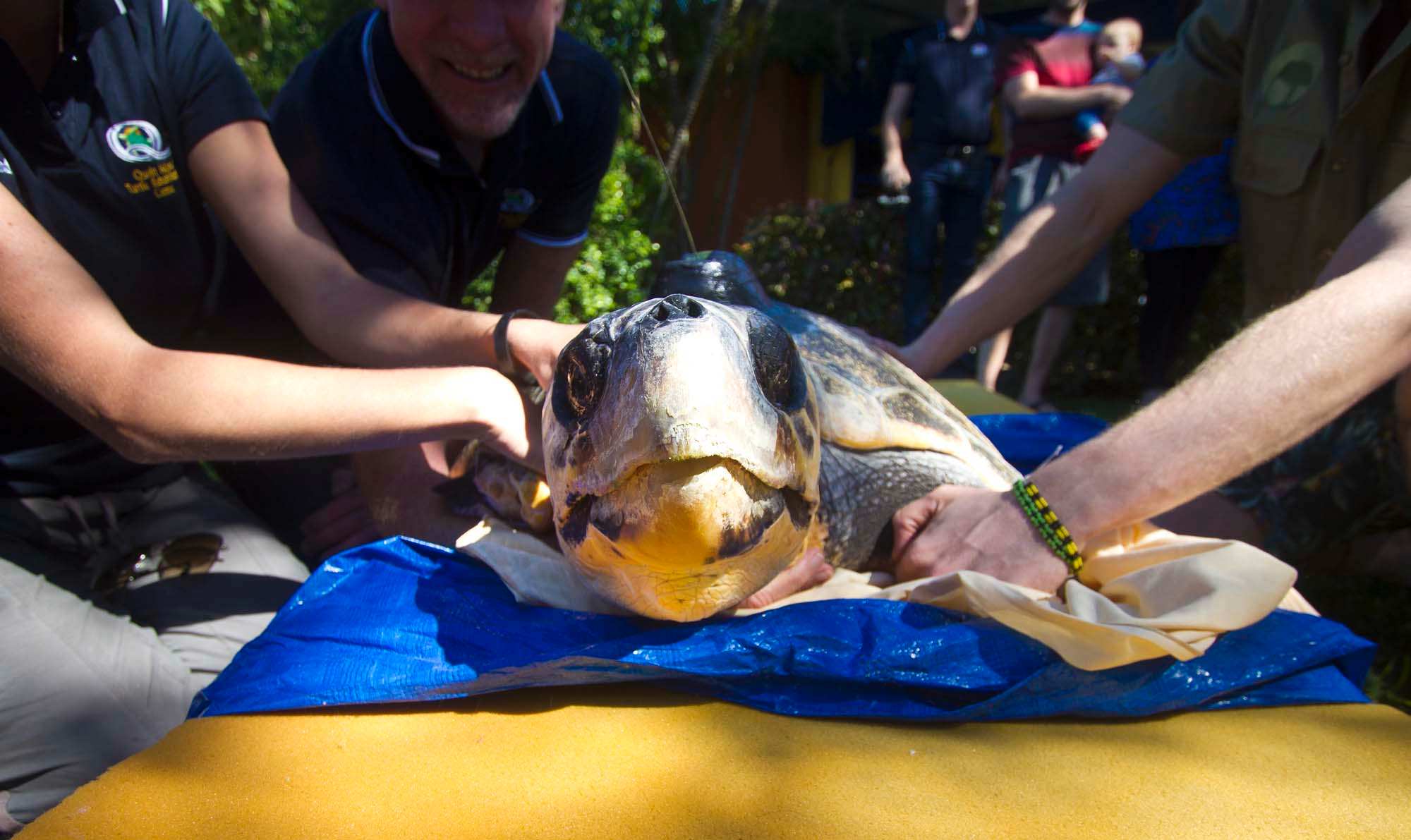 Endangered loggerhead turtle released back into wild after crocodile ...
