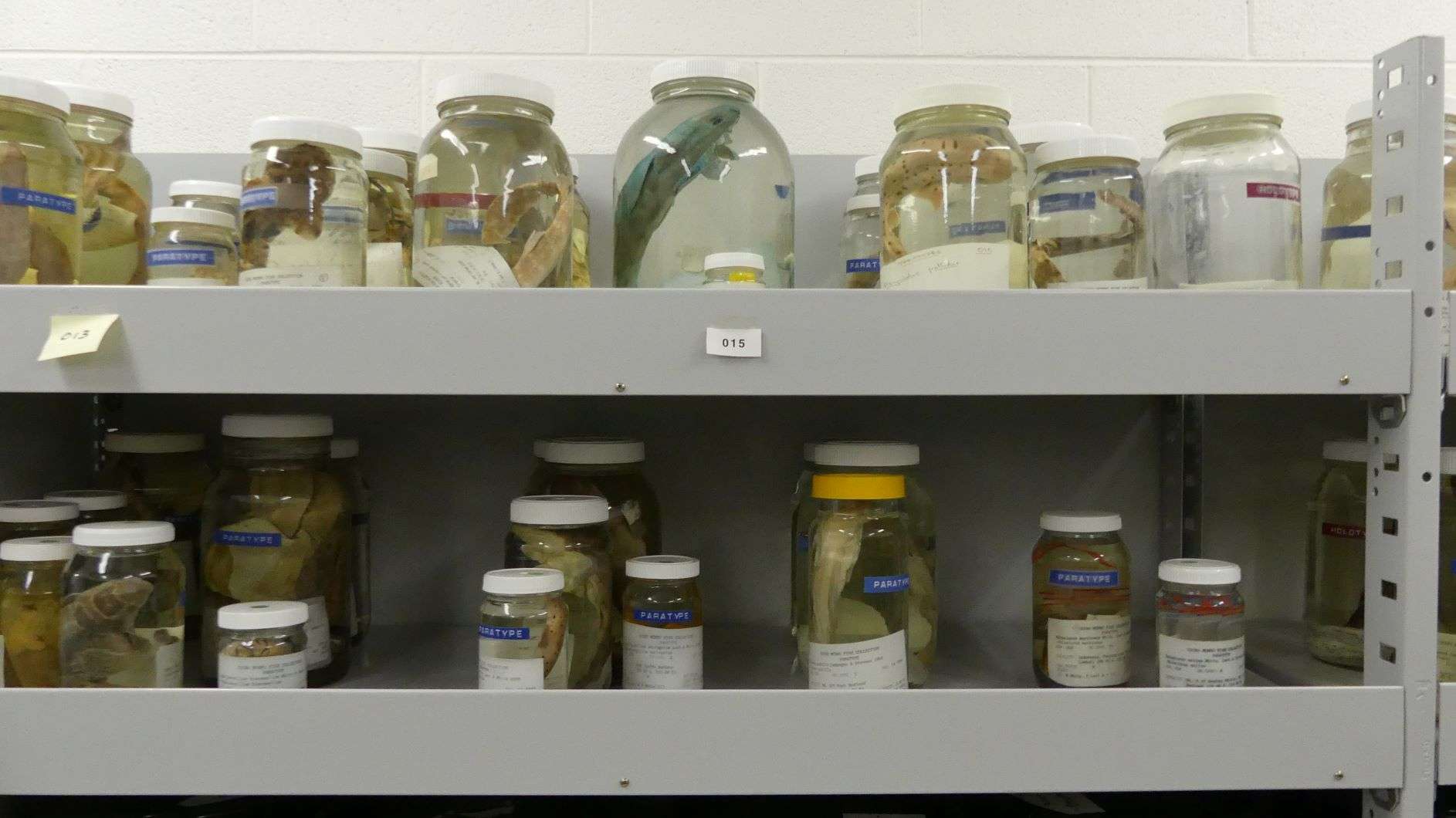 Scientists at Australian National Fish Collection liken workplace to ...