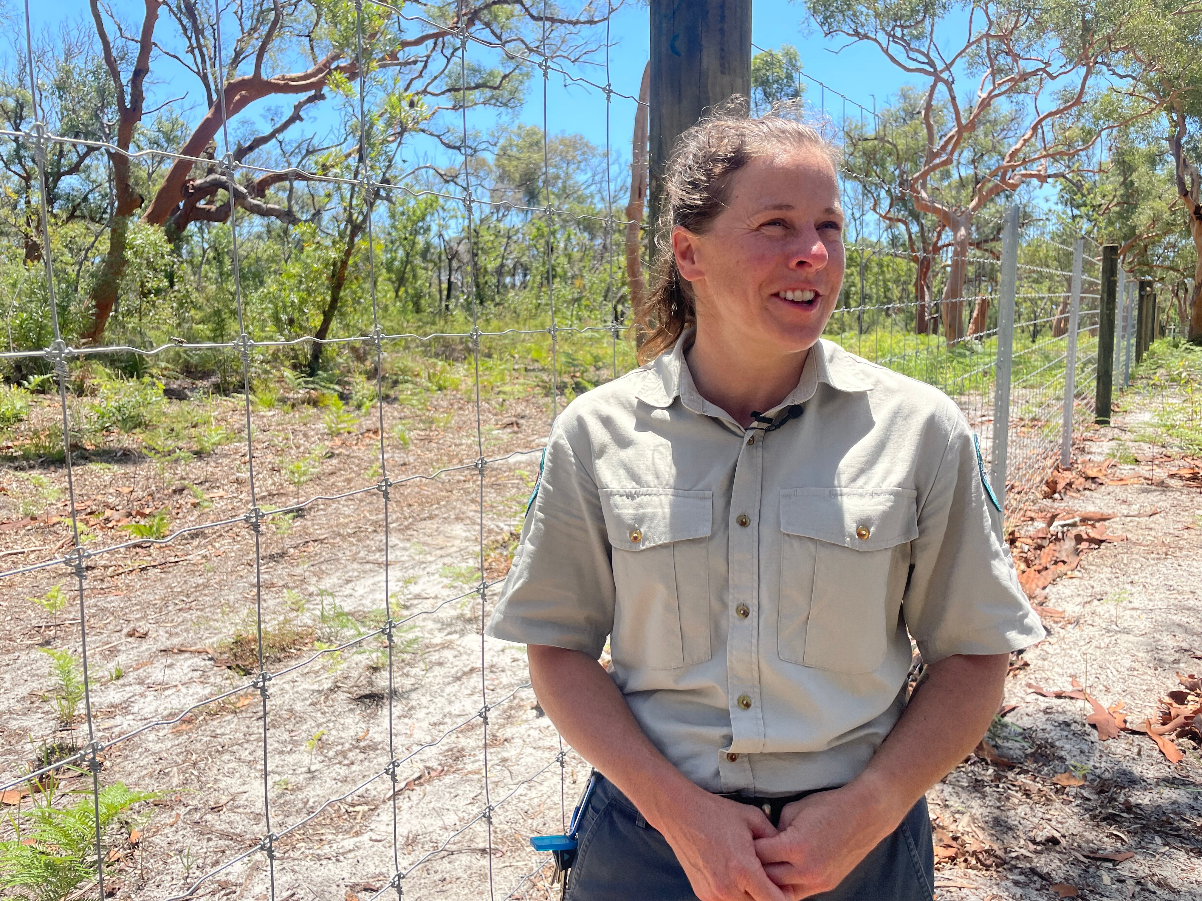New dingo fence around K'gari's Orchid Beach will protect humans and ...