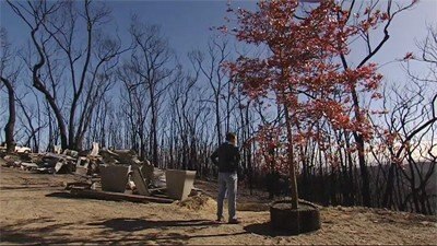 Advanced Tree Planting - Gardening Australia