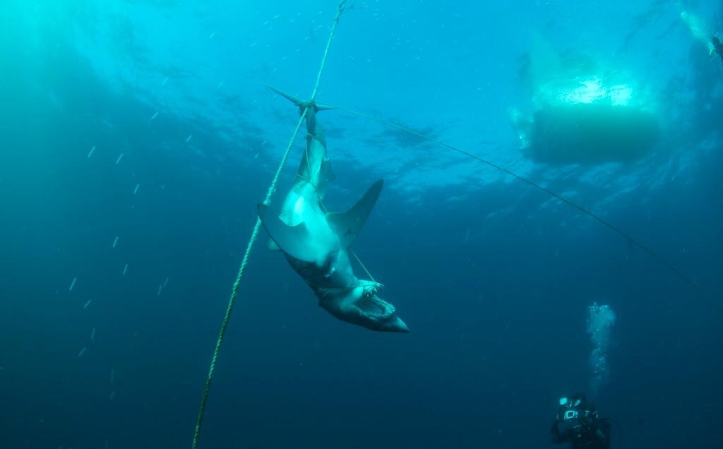 Divers find shark strung up in 'act of cruelty' off NSW central coast ...
