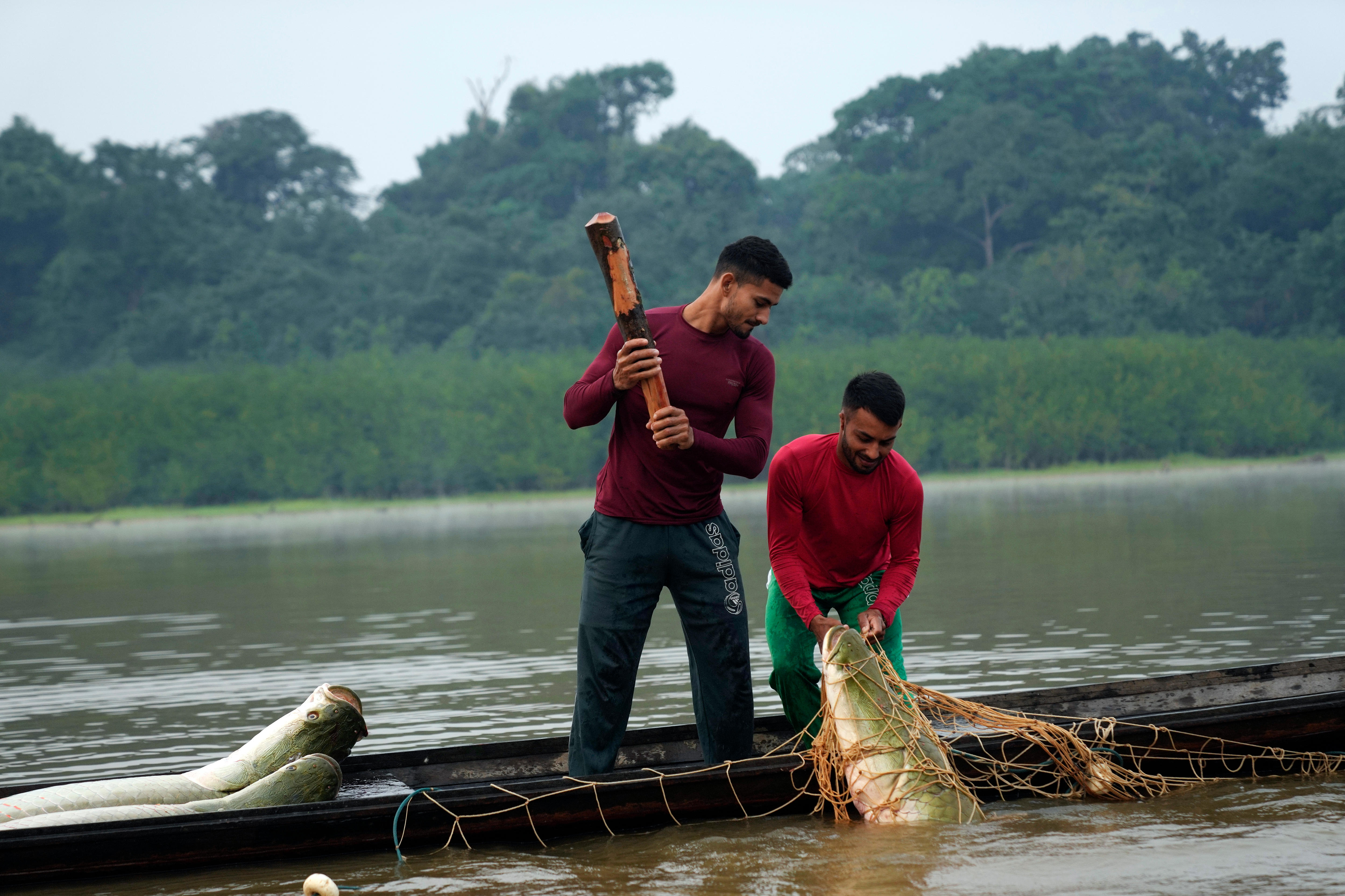 In the Amazon, a giant fish is helping to save the rainforest - ABC News