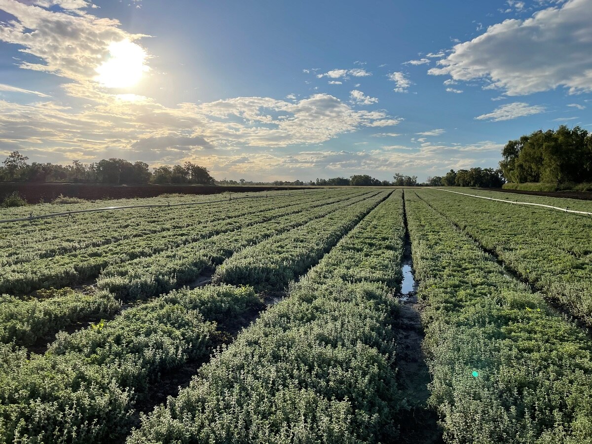 Herb demand surge, high autumn rainfall brings 'positive outlook' for ...