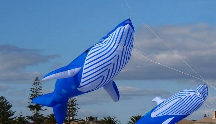 Blue whale set to soar as the biggest kite at annual Semaphore festival ...