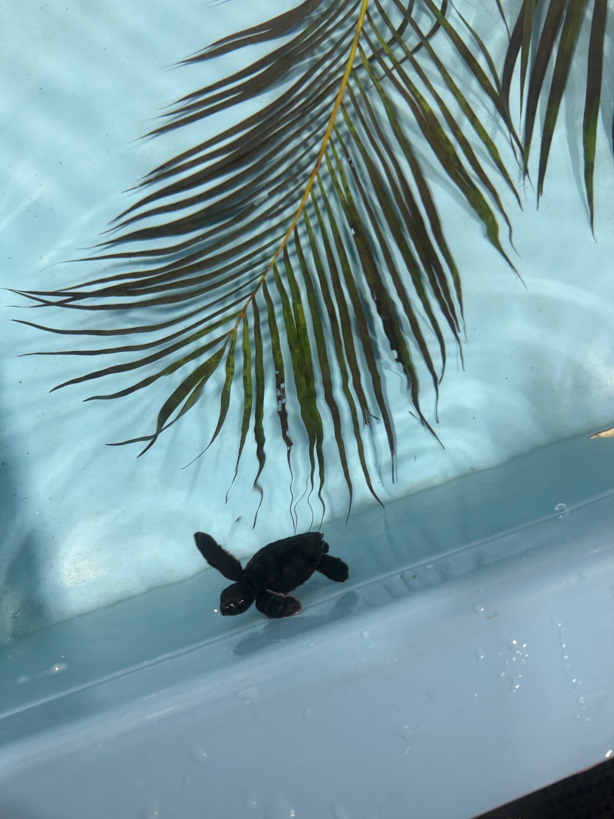 Rare sea turtle hybrid hatches at Queensland's largest mainland turtle ...