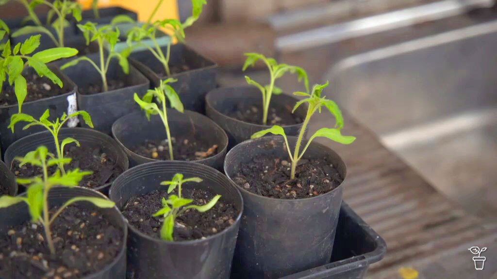 Tree Quarantine | Polyphagous Shot-Hole Borer (PSHB) - Gardening Australia