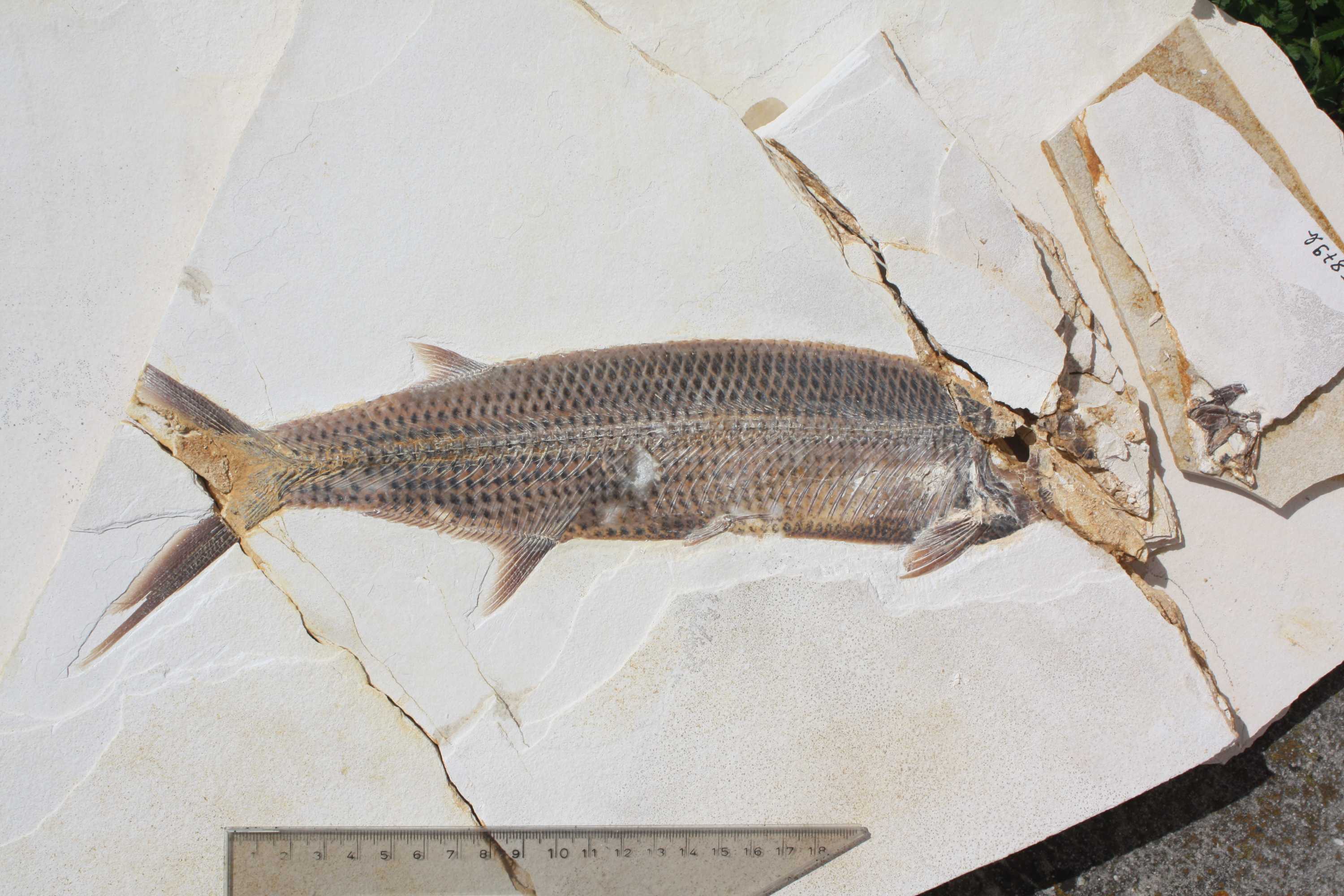 Fossil of flesh-eating fish and its victims captured in 150-million ...