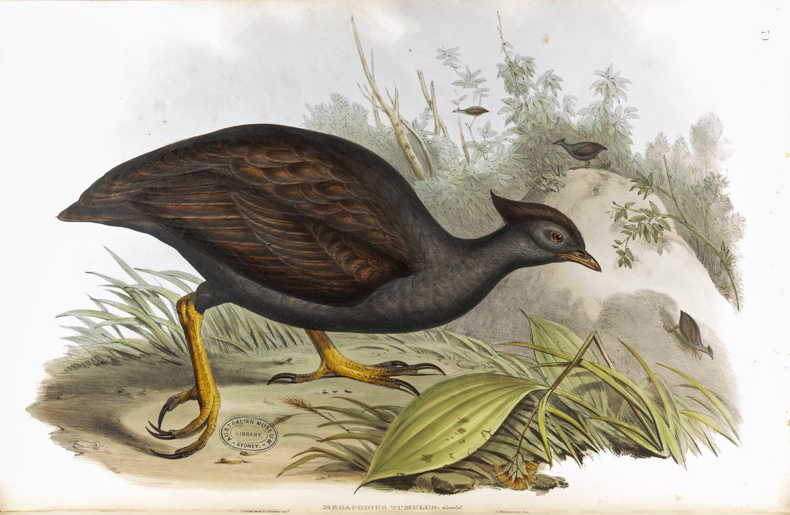 The hidden people behind Australia's most famous bird man - ABC listen