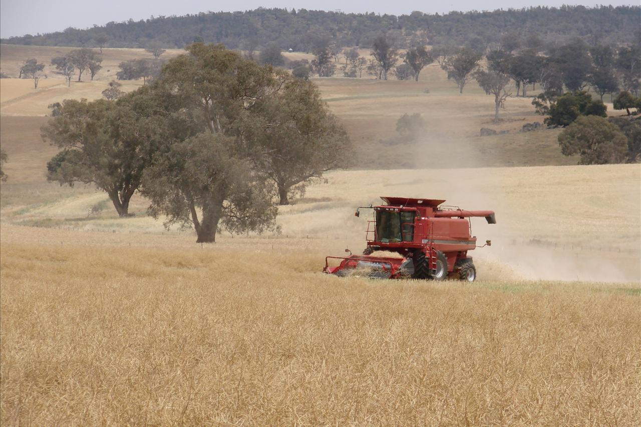 Heat speeds up canola harvest - ABC News