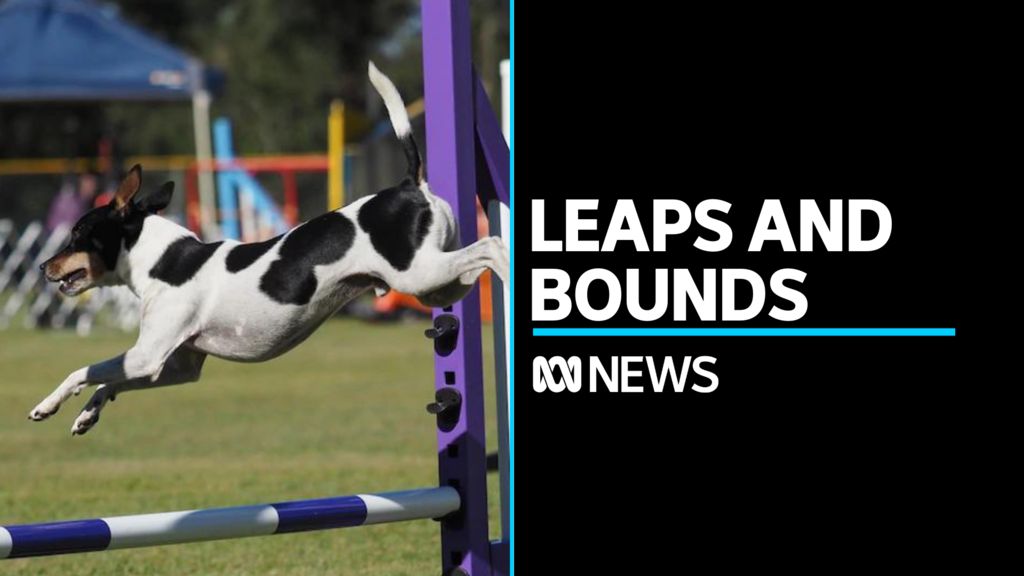 Animals - Topic - ABC News