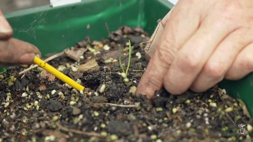 FAQs – Seeds | Ants on plants | Frost-tolerant lawns - Gardening Australia