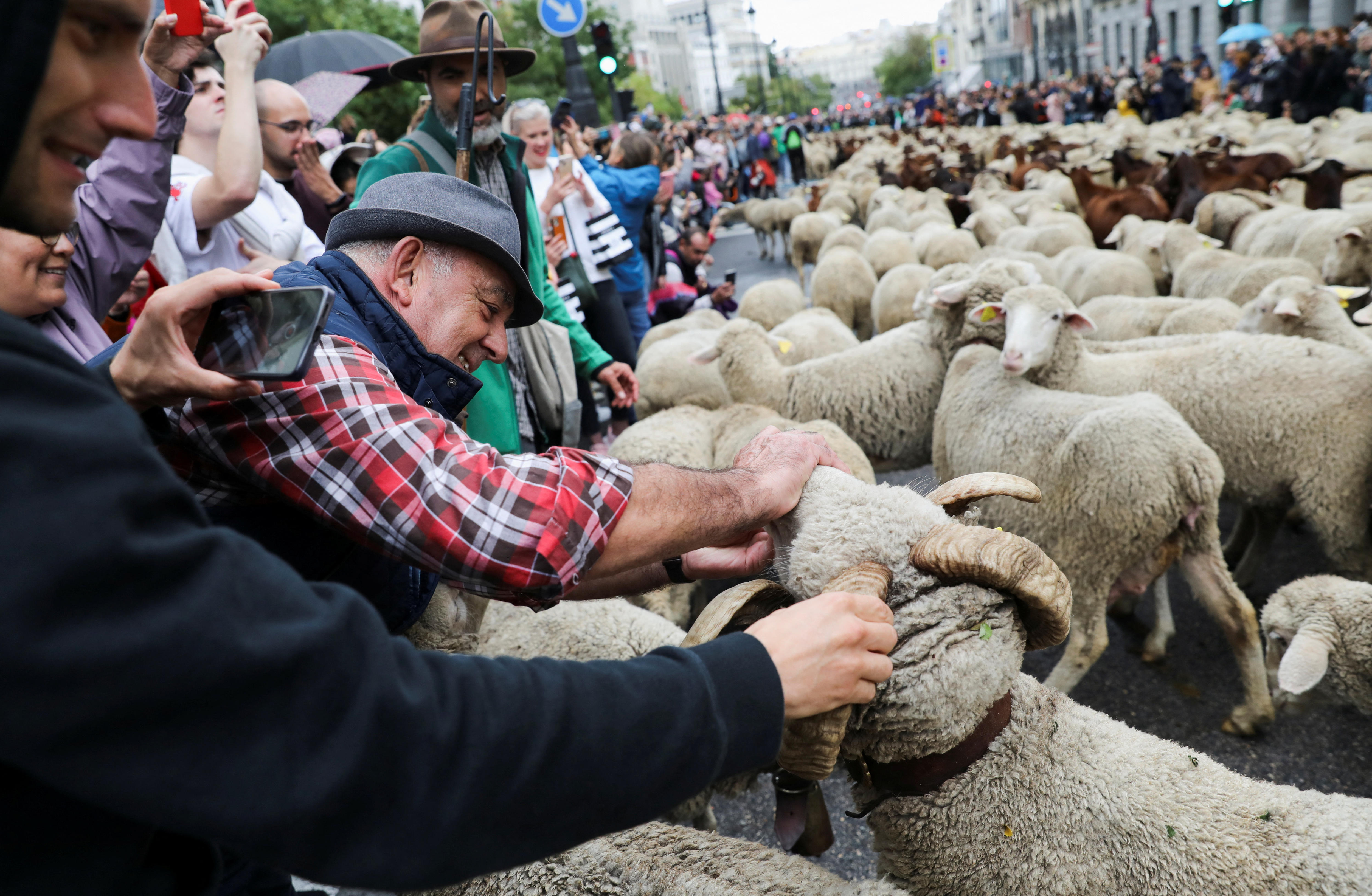 Thousands of sheep takeover Madrid's streets in ancient ritual as they ...