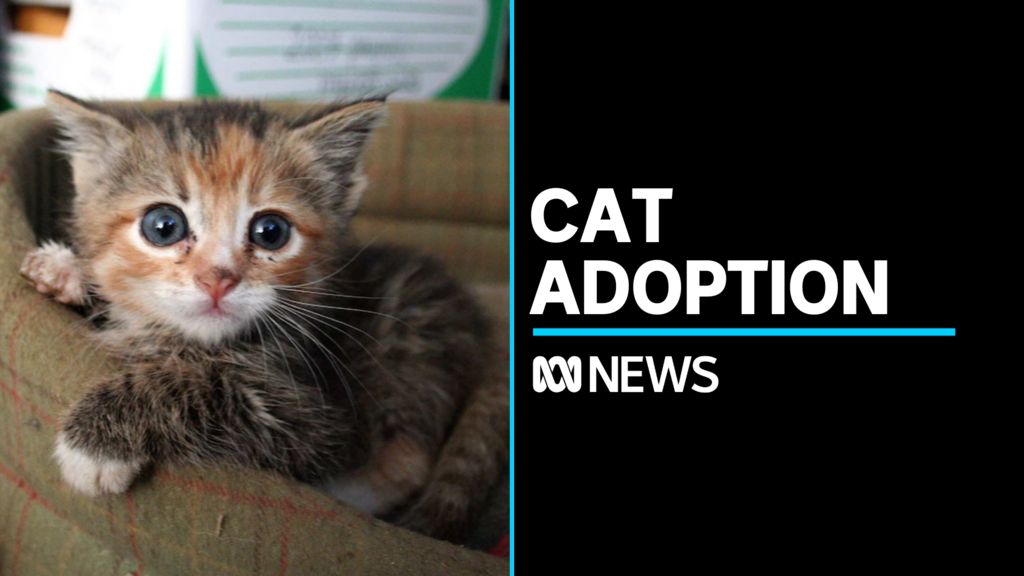 Cat shelters filling up as more people give up their pets - ABC News