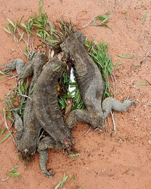 Mutilated goannas spark animal cruelty fears, message to Indigenous ...