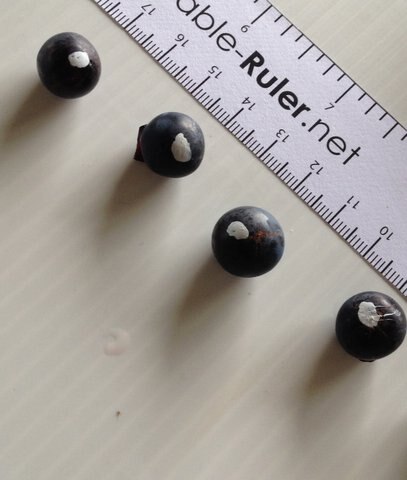 Australian researchers attempt to develop the world's most accurate ...