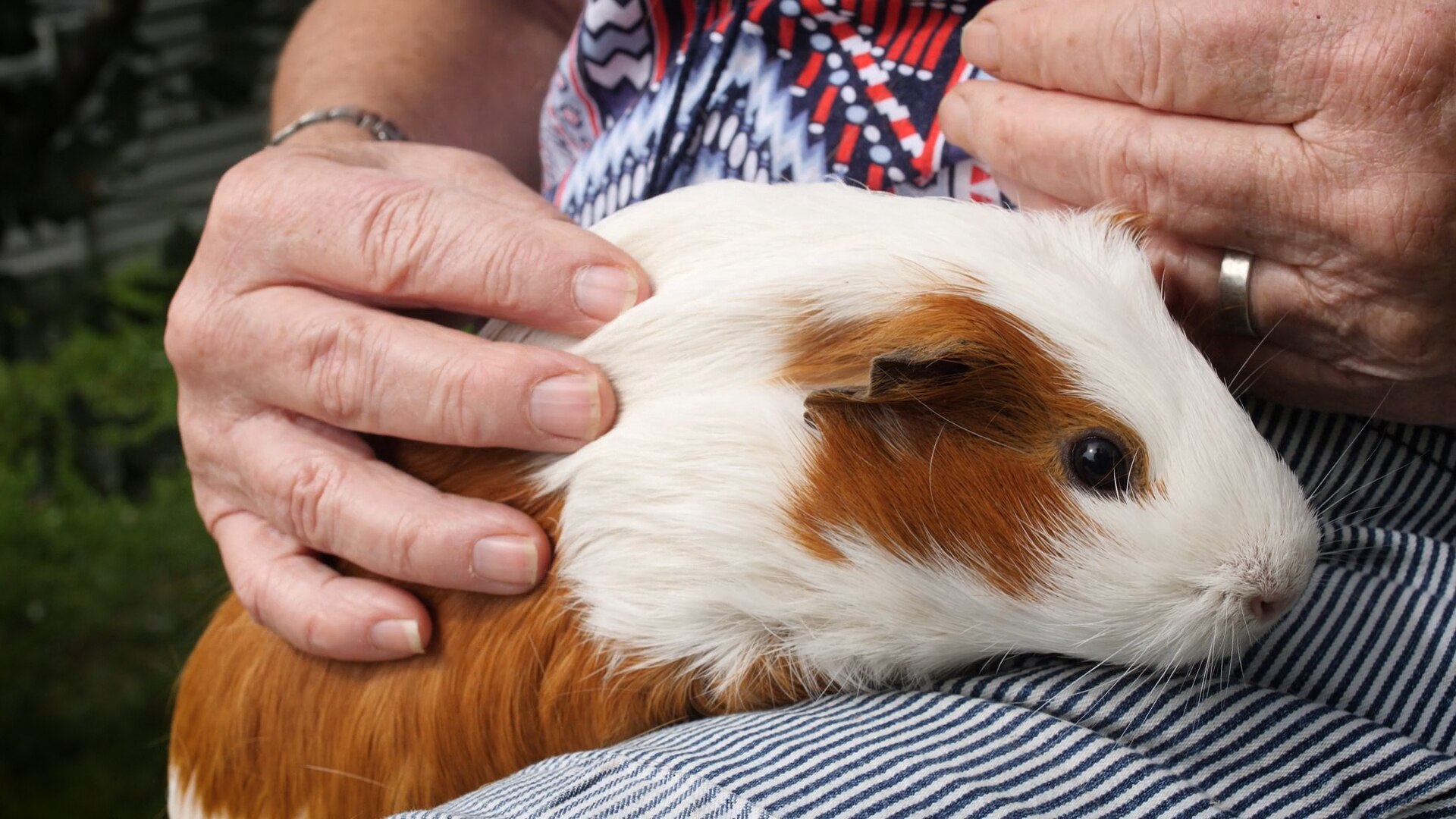 Tasmanian couple farm 'sustainable' guinea pig meat, a common protein ...