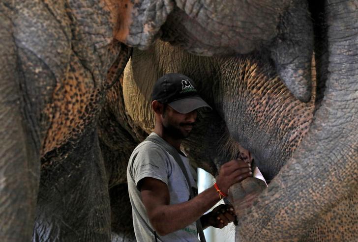 Meet the elephants being nursed back to health at India's first ...