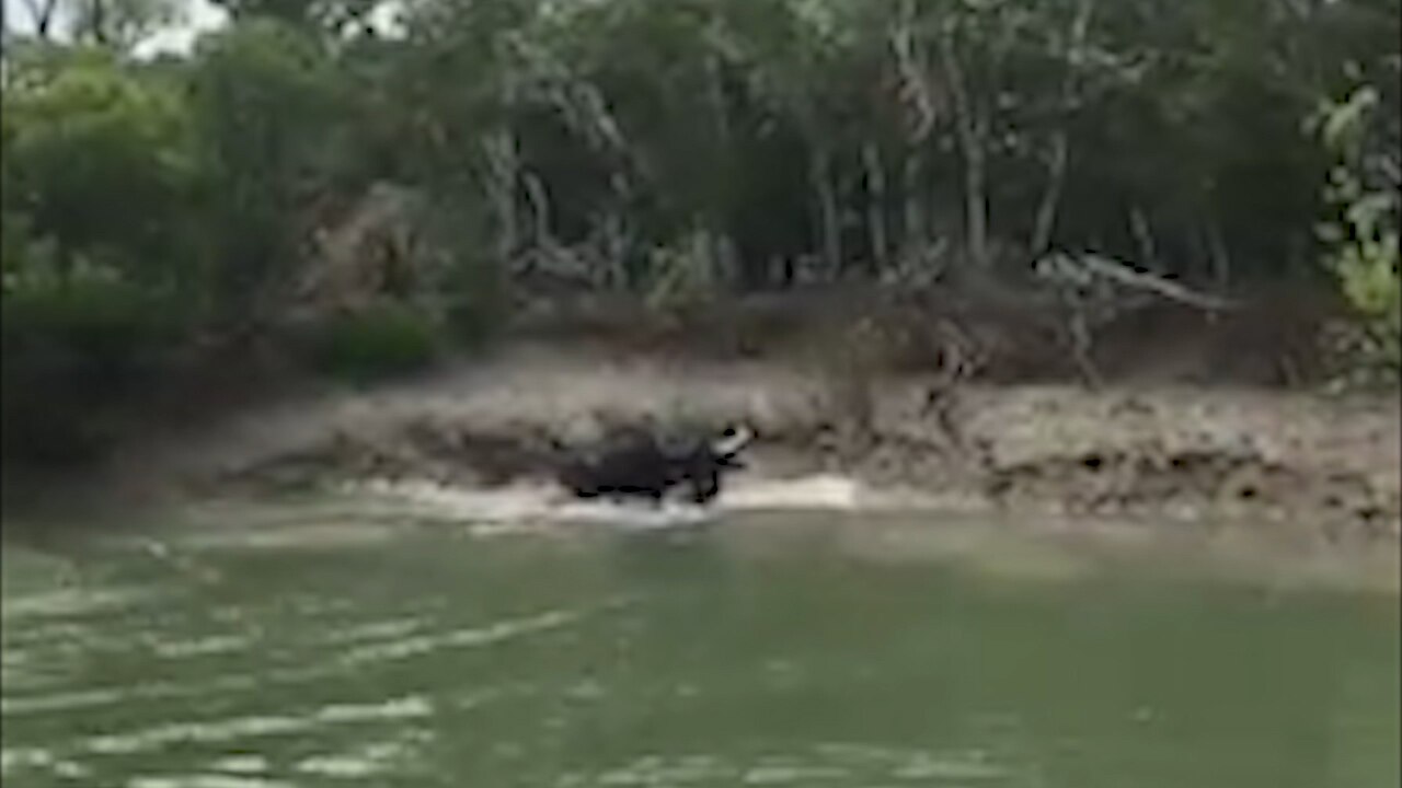Buffalo braves croc attack to charge fishermen's boat in remote NT ...