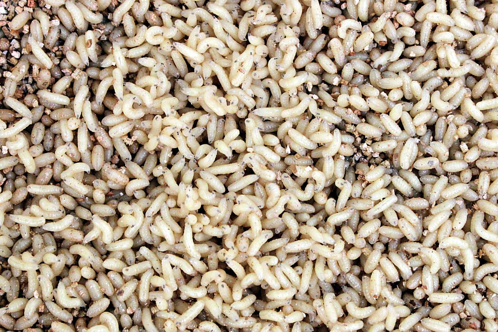 Maggots bred in Perth to displace Mediterranean fruit fly - ABC News