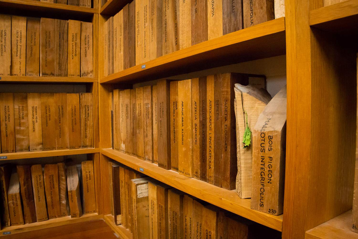 Growing interest in wood libraries sees tree lovers converge at local ...