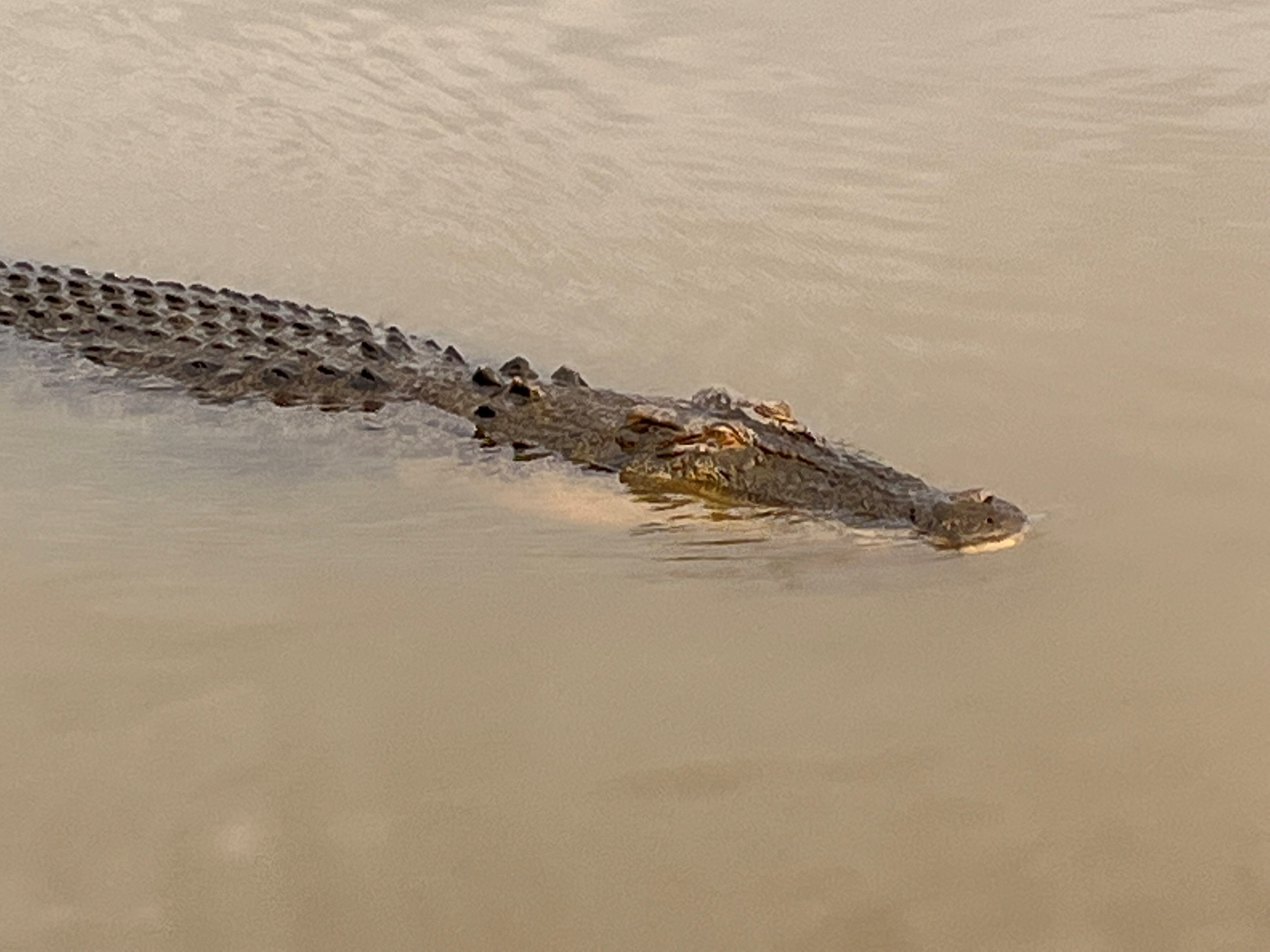 Calls for review of crocodile egg collection in NT - ABC listen