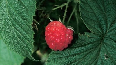 Rubus - Gardening Australia