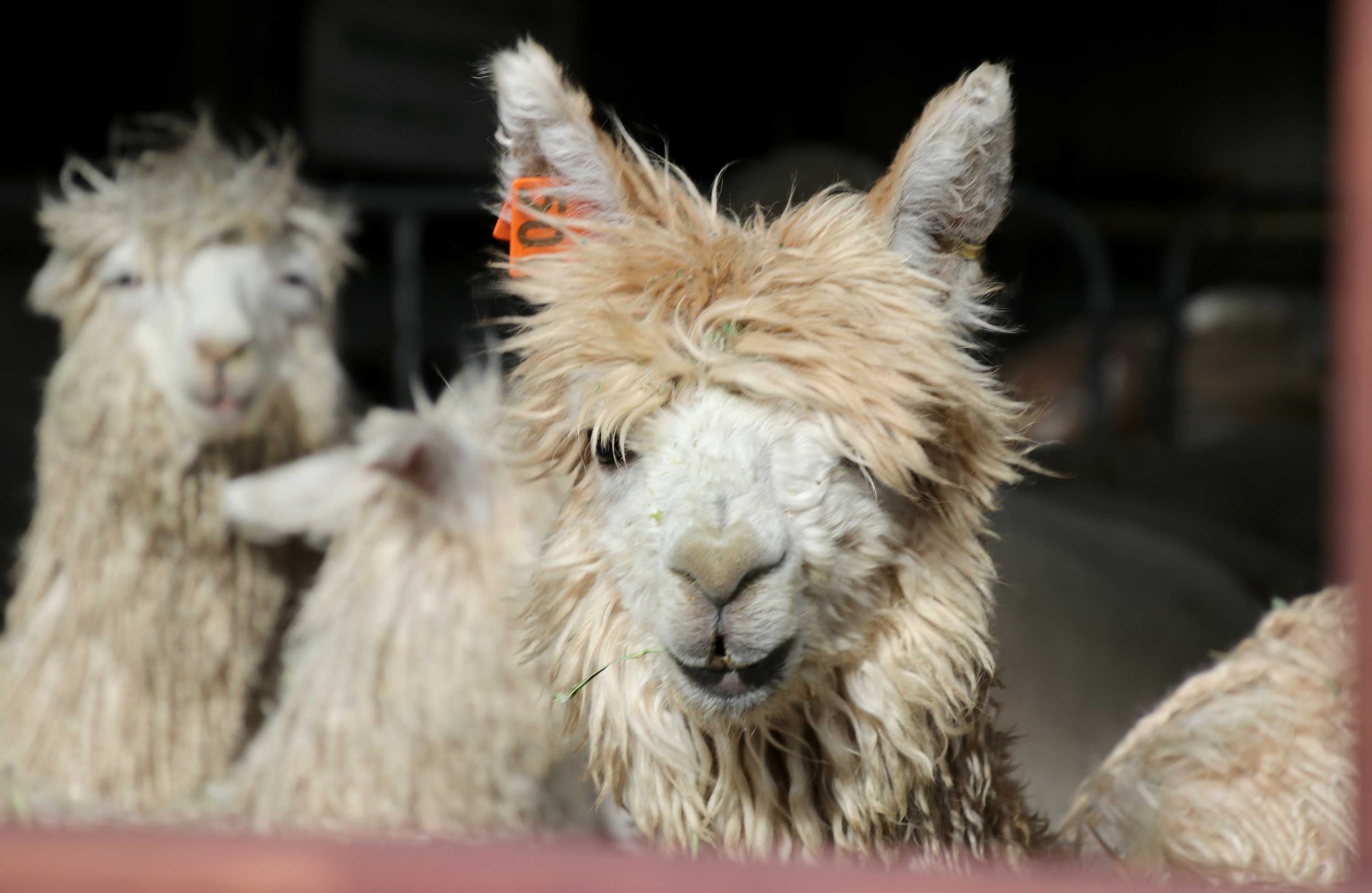 Record shipment of alpaca fleece to China signals new industry for ...