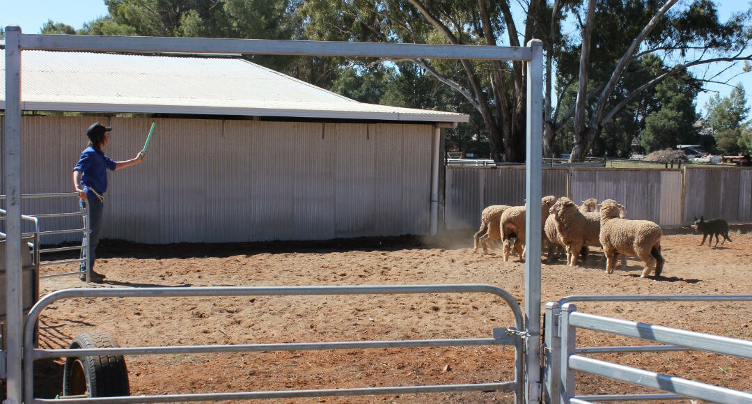 Wagging school: Ariah Park 'goes to the dogs' for all the right reasons ...