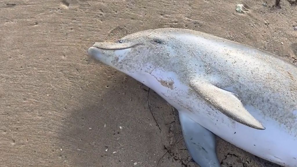 Beached dolphin calf rescued - ABC News