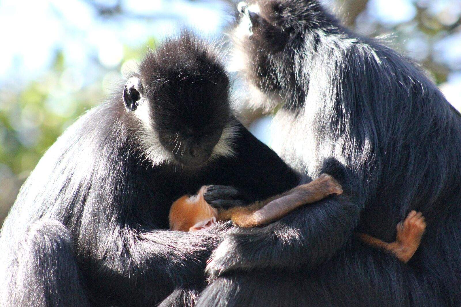 Nangua the Francois' Langur, one of the world's rarest monkeys, born at ...