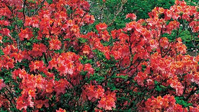 Rhododendron Hybrid Cultivars, Deciduous Azalea Hybrids - Gardening ...