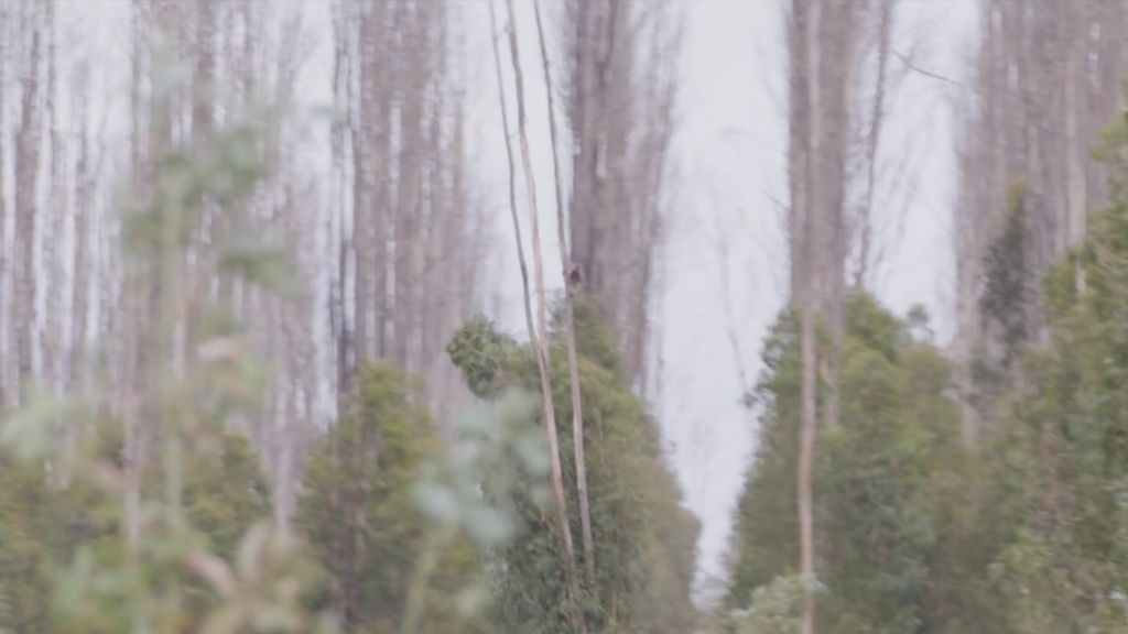 Koalas falling from trees during logging operations - ABC News