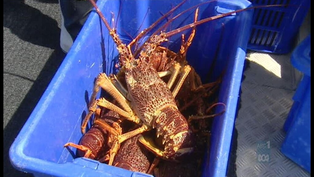 China halts Australian lobster imports - ABC News