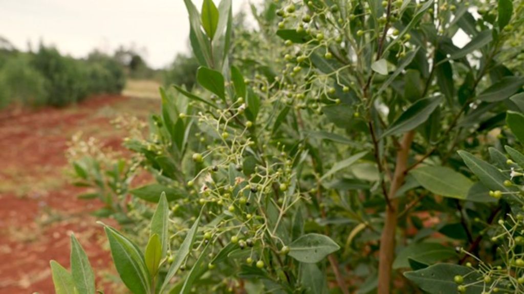 Drug Crop: The secret business of farming a native narcotic - ABC News