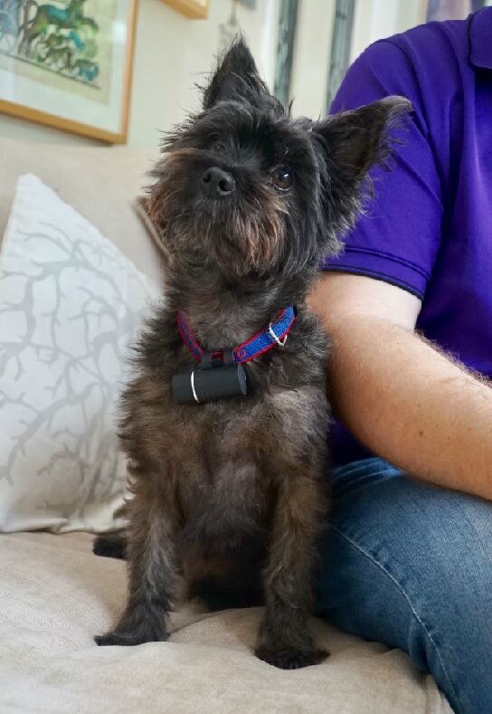 Google Home and Amazon Echo: Meet the man whose smart home speaks to ...