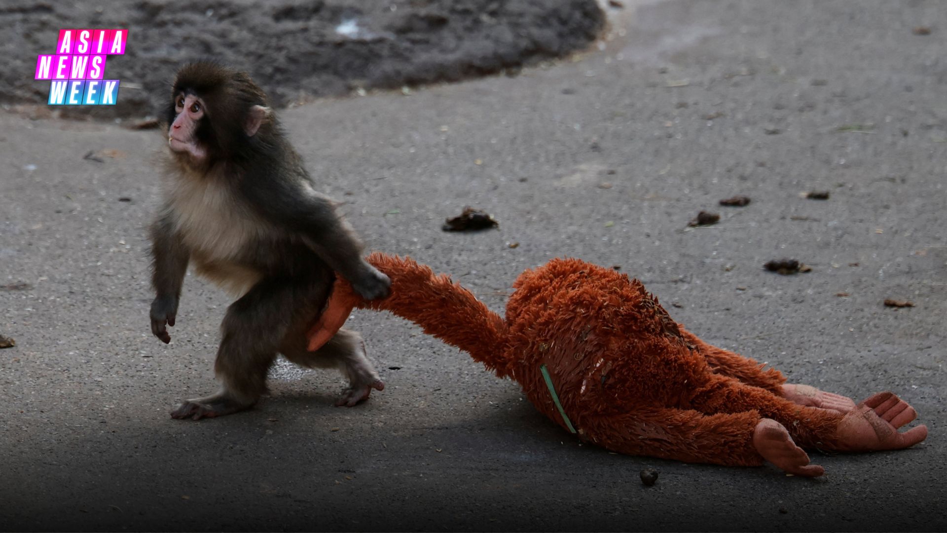 Should people be concerned for Japan's Punch the monkey? - ABC Asia