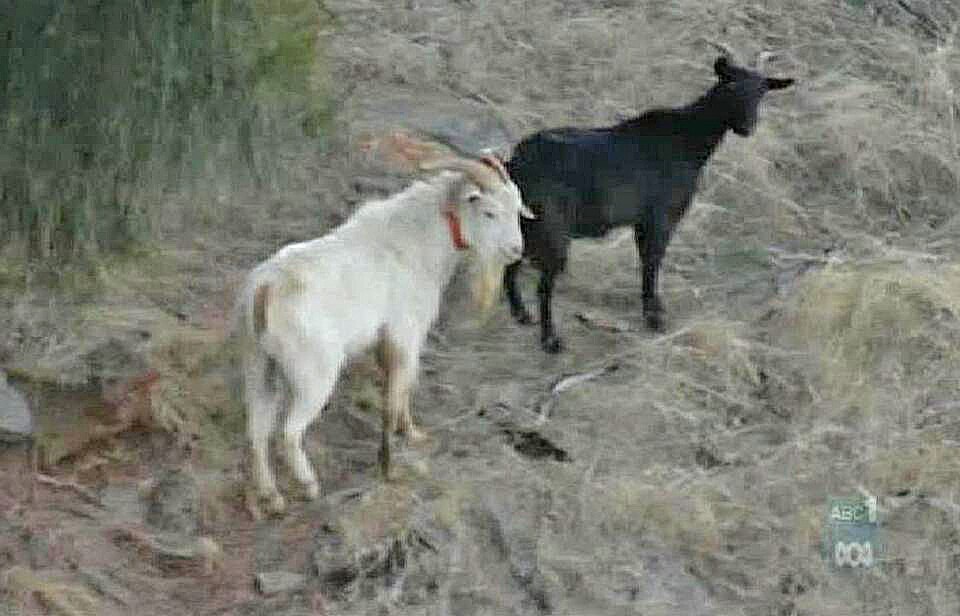 Aerial shooting to control feral goats - ABC News