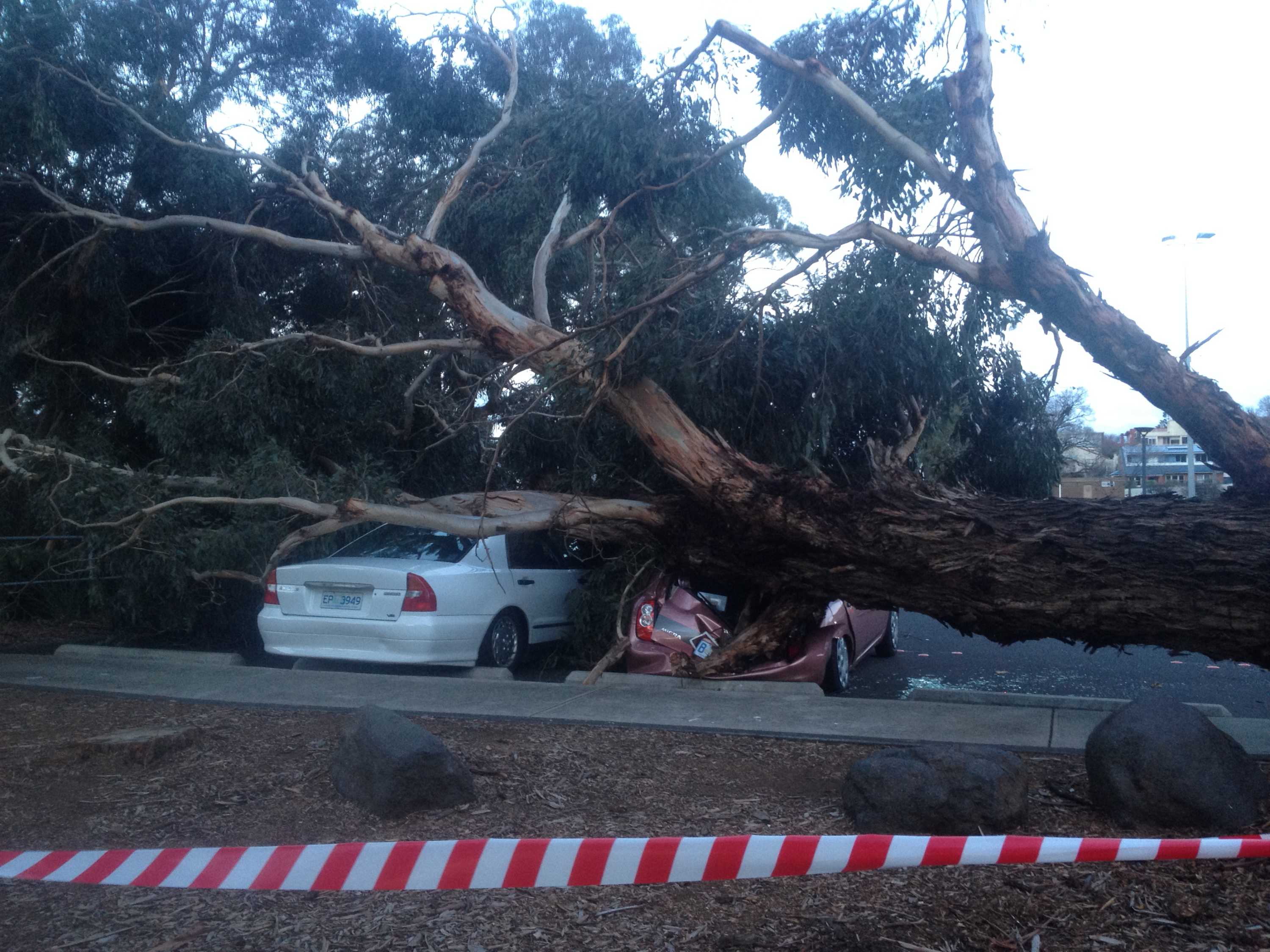 Strong winds in Hobart uproot trees, bring down power lines - ABC News
