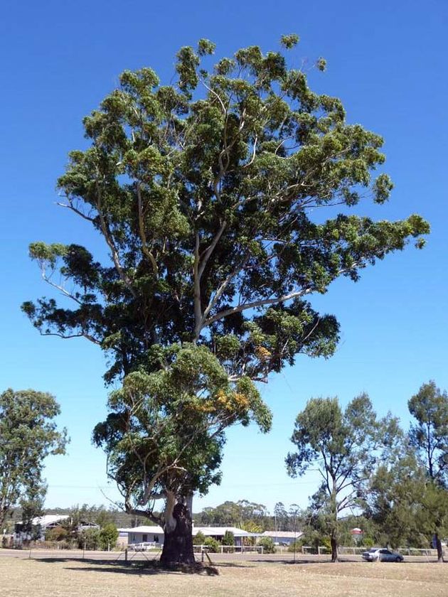 Proud tree-lover on hunt for tall timber - ABC News