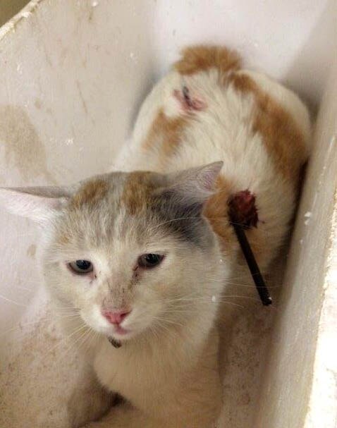 Cat shot with arrow found in Perth suburb of Armadale, RSPCA warns ...