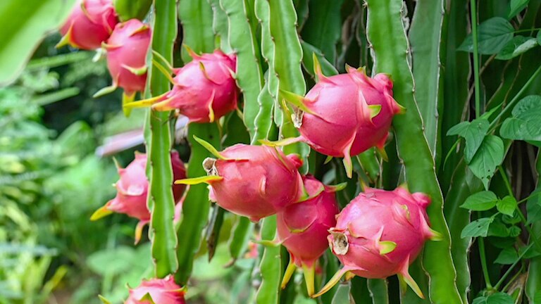 How to Train Your Dragon Fruit - Gardening Australia