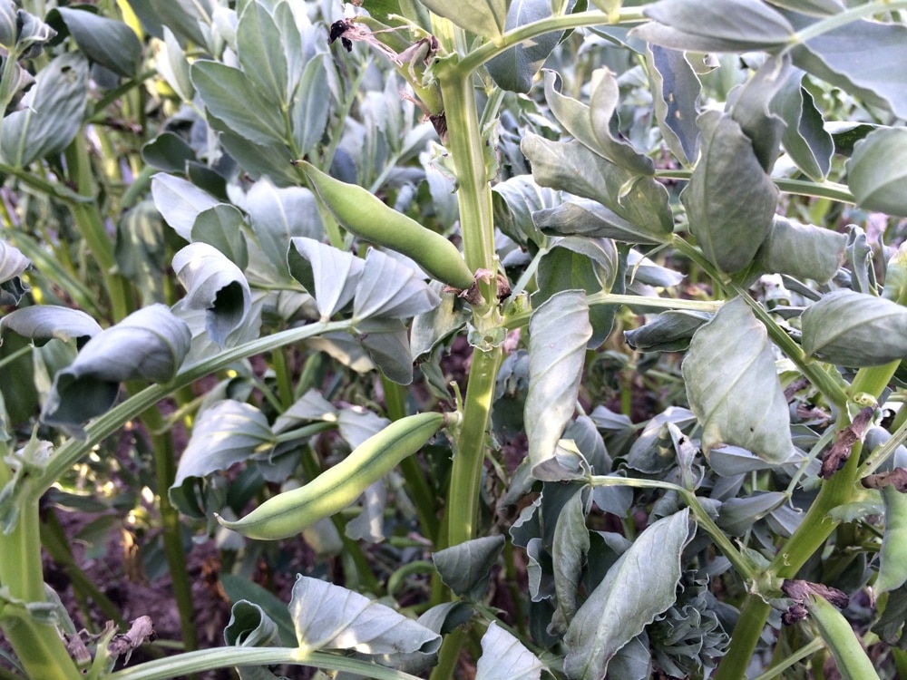 Grain growers embrace International Year of Pulses as national survey ...