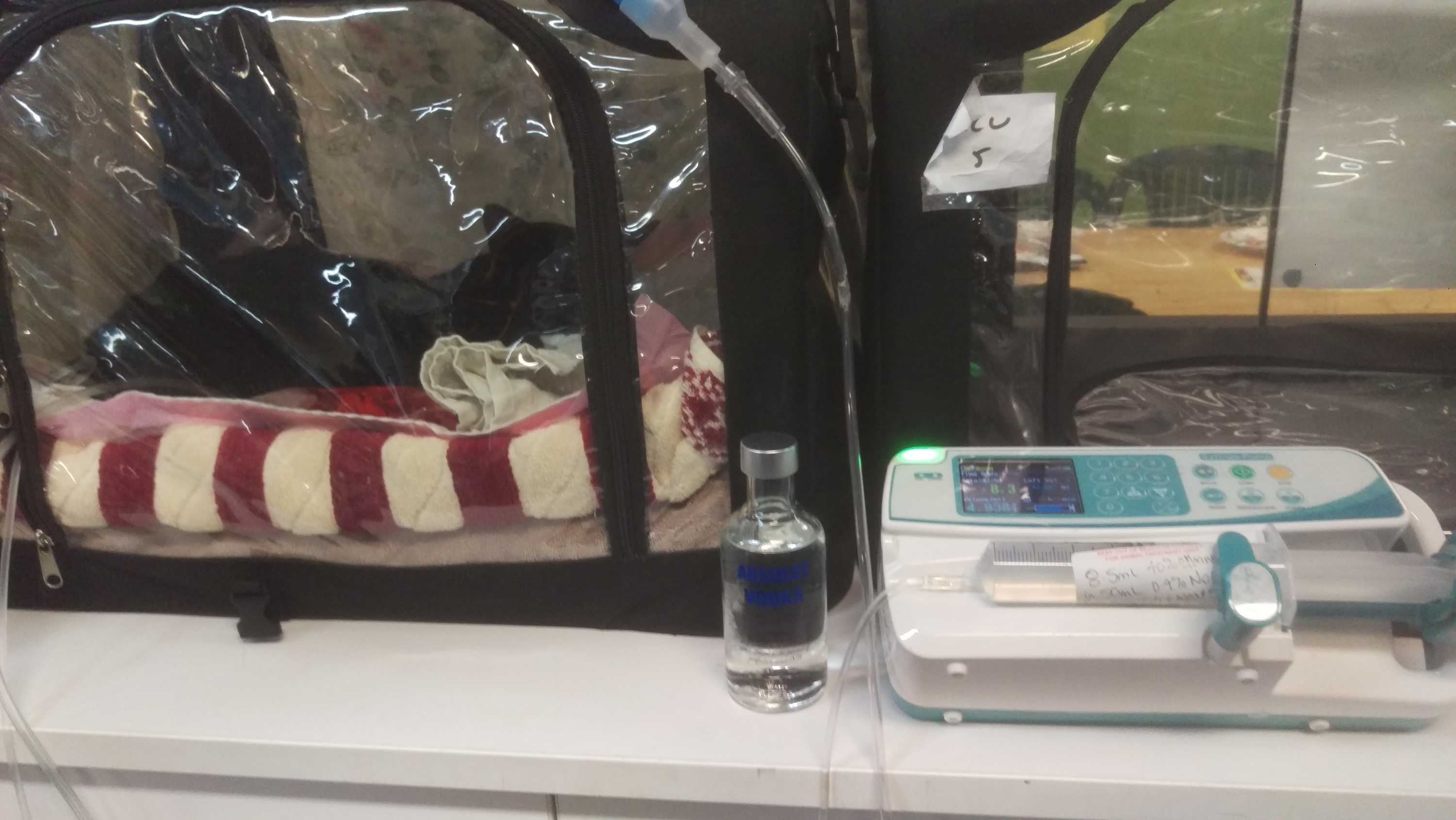 RSPCA vet saves poisoned cat with spare vodka - ABC listen