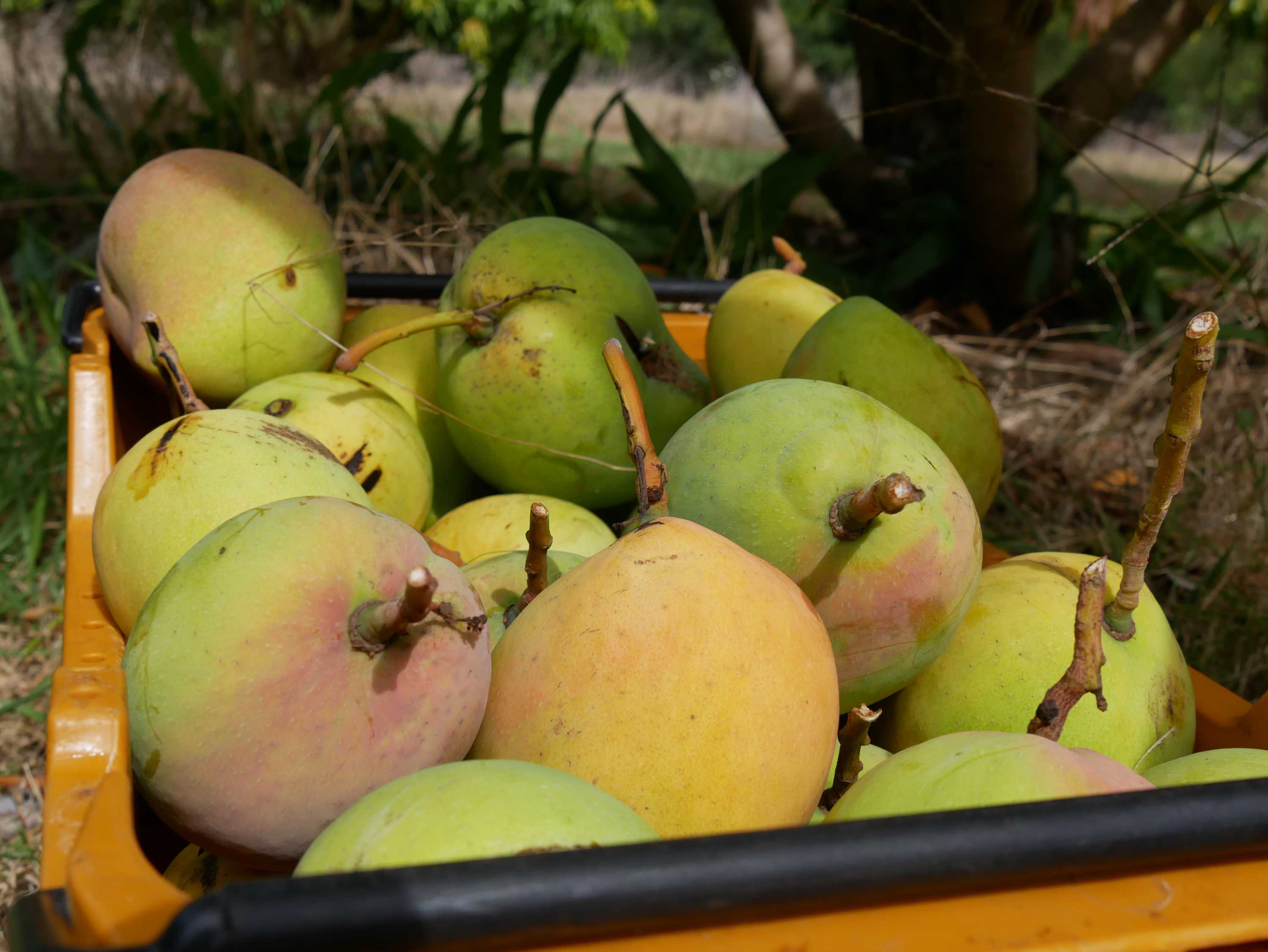 Could Australia's mango season now stretch into the cooler months too ...