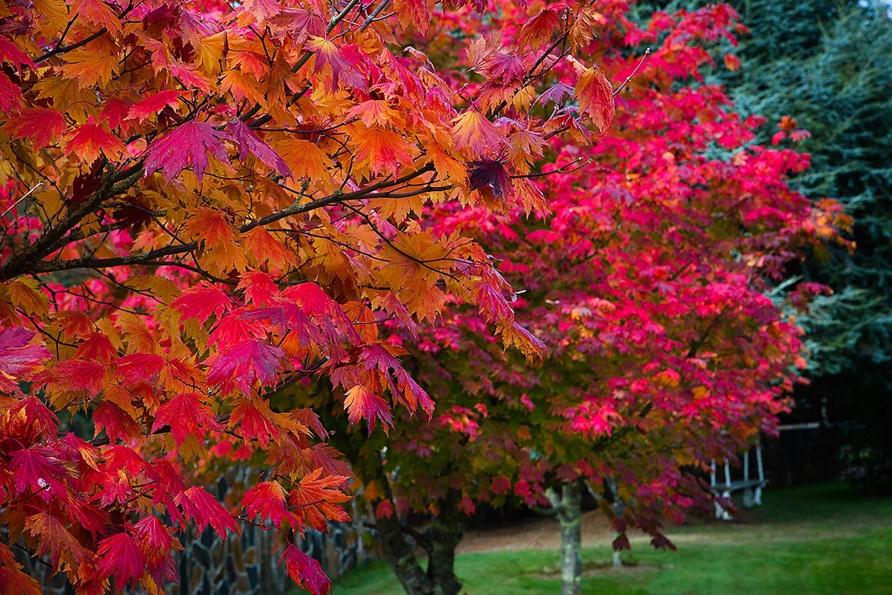 Bud burst, leaf curl and managing deciduous fruit trees in South ...