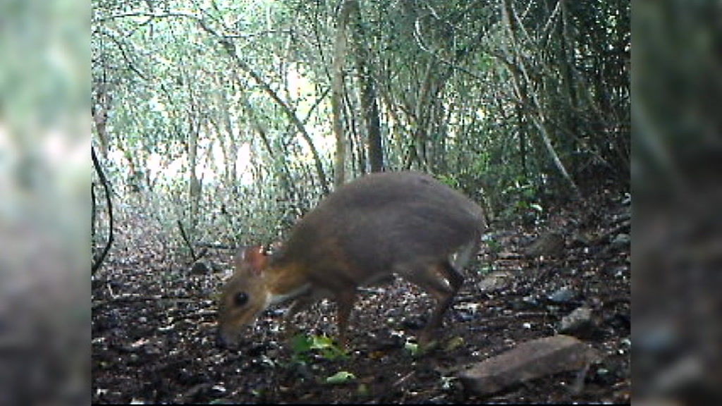 Silver-backed chevrotain, or mouse-deer, thought extinct, caught on ...