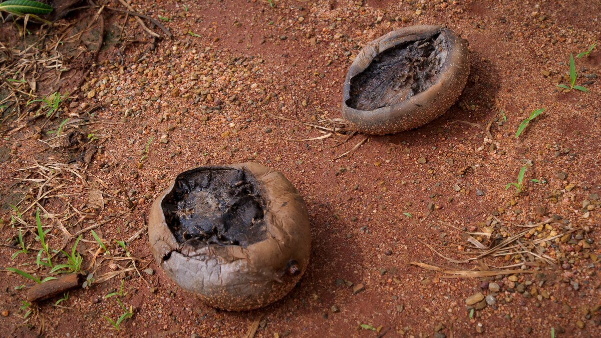 Atherton Tablelands mango growers fear multi-million-dollar crop won't ...